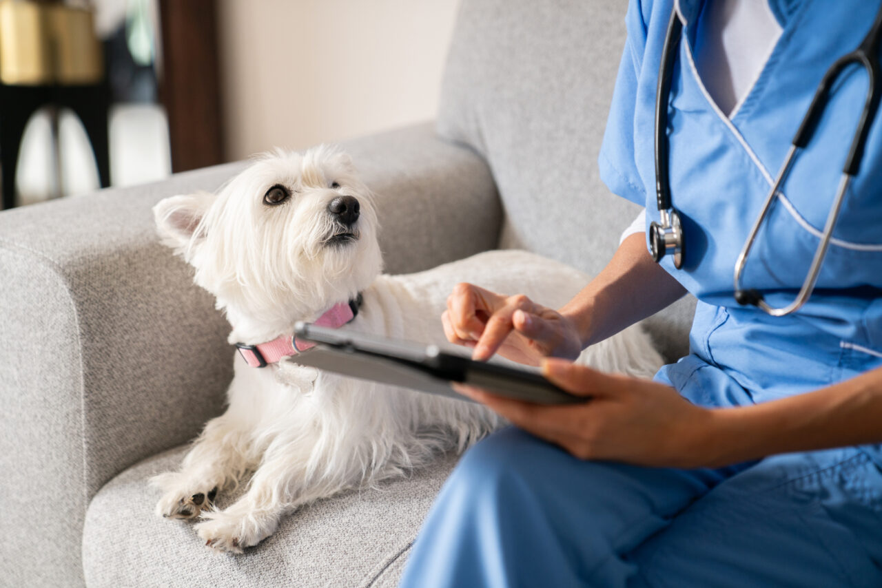Embrace vs Spot Pet Insurance: Coverage, Cost & Key Differences
